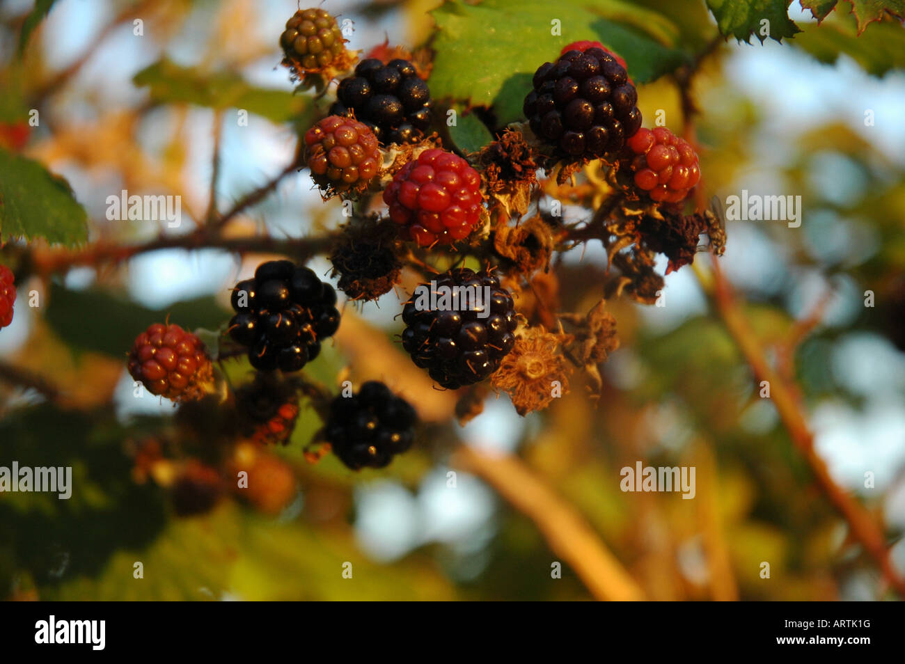 Wild Mulberries Bush Stock Photo - Alamy