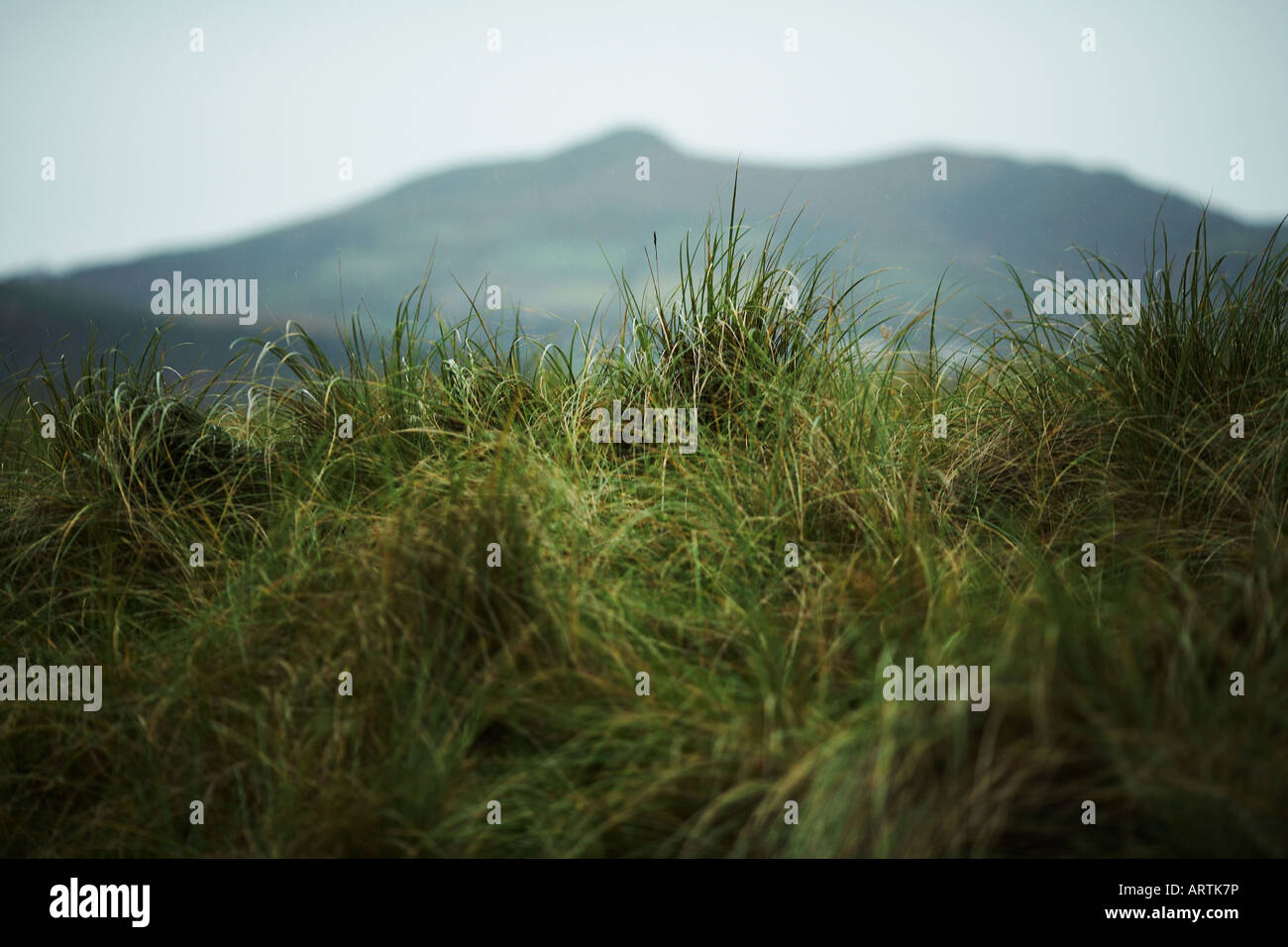 Inch Island Over Beach Grasses Inishowen Peninsula, County Donegal ...