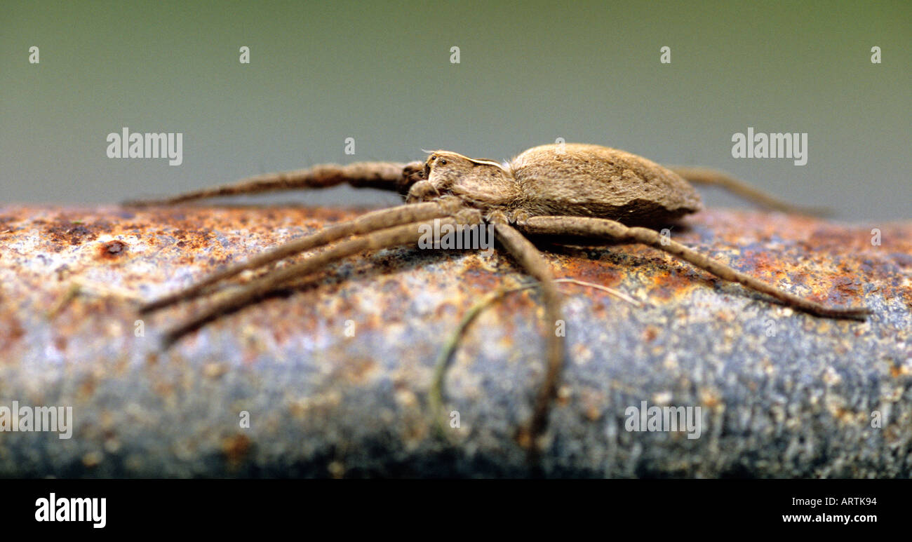 Pisaura mirabilis hi-res stock photography and images - Alamy