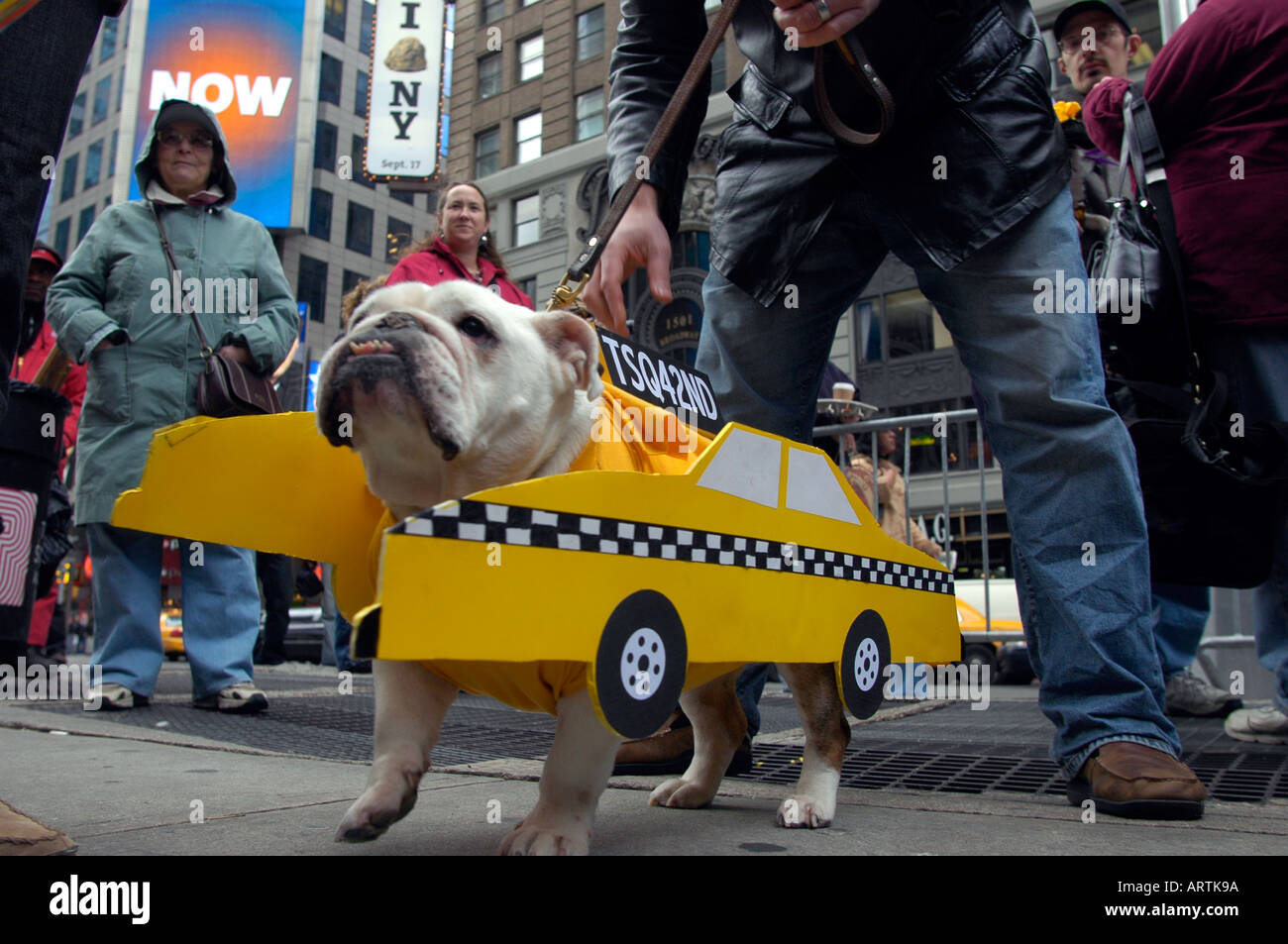 Dog Day Masquerade in Times Square Stock Photo - Alamy
