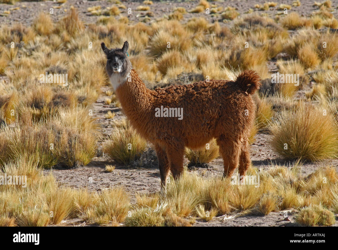Lama Atacama desert Chile Stock Photo - Alamy