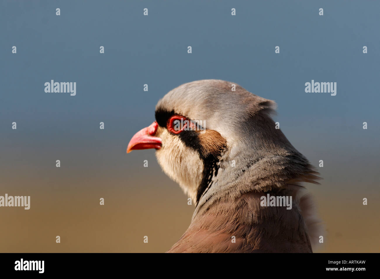 Pedrix hi-res stock photography and images - Alamy