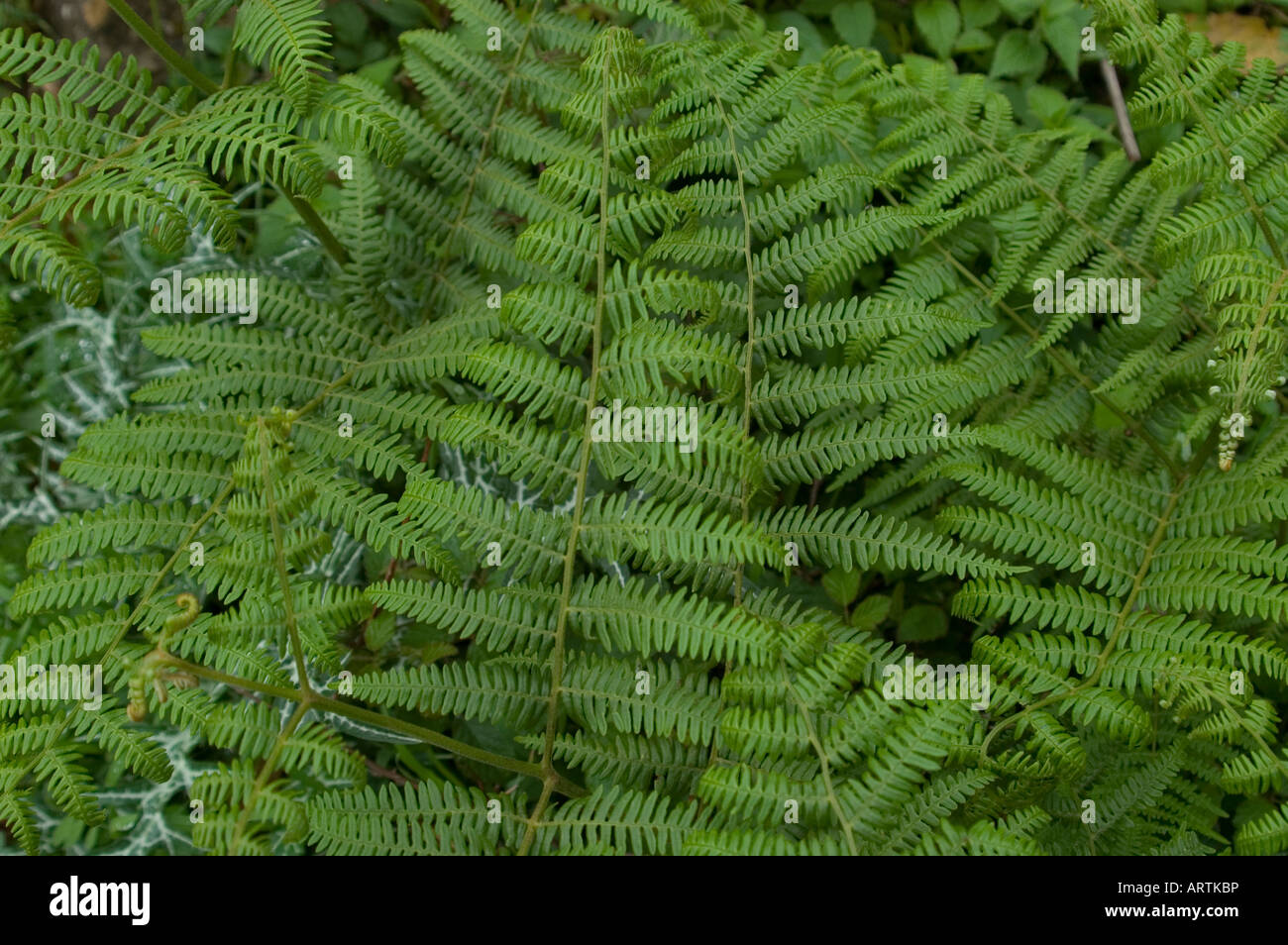 Ecosistema agua hi-res stock photography and images - Alamy