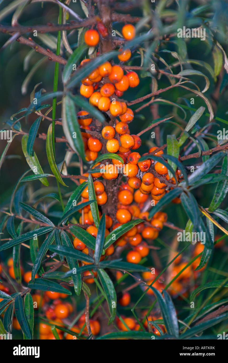 Sea buckthorn flowers hi-res stock photography and images - Alamy