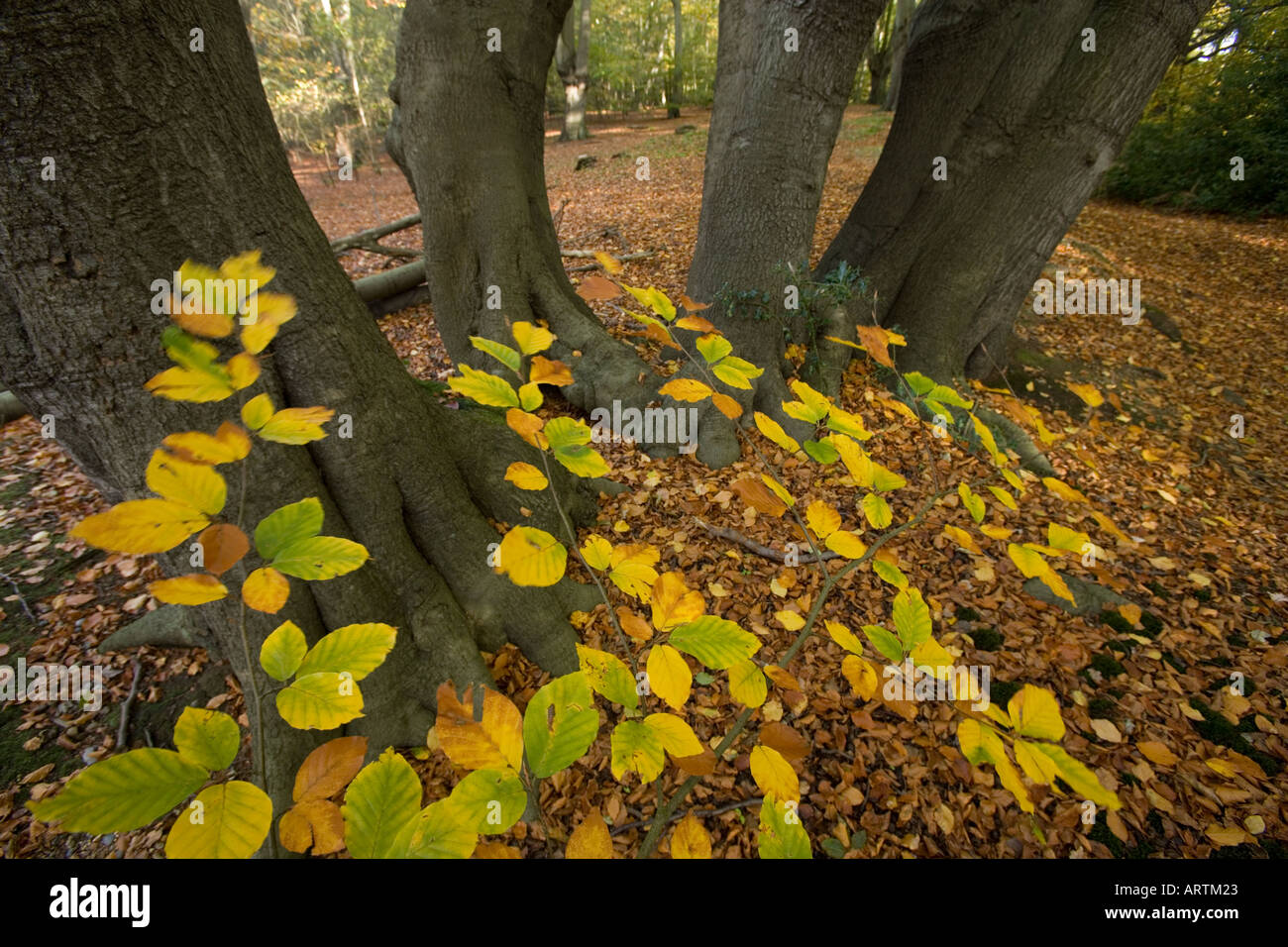 Pollarding historic tree hi-res stock photography and images - Alamy