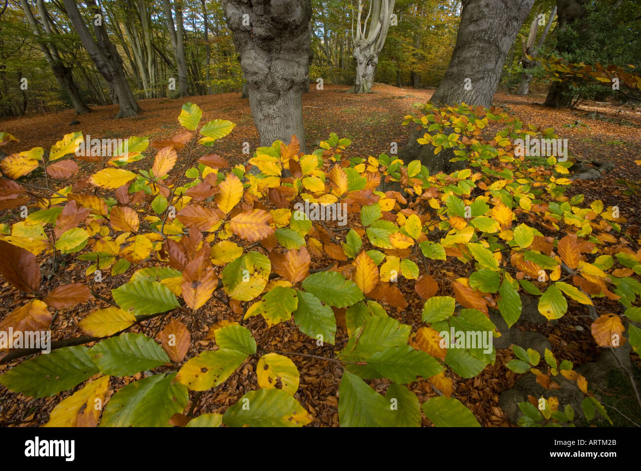 Pollarding historic tree hi-res stock photography and images - Alamy