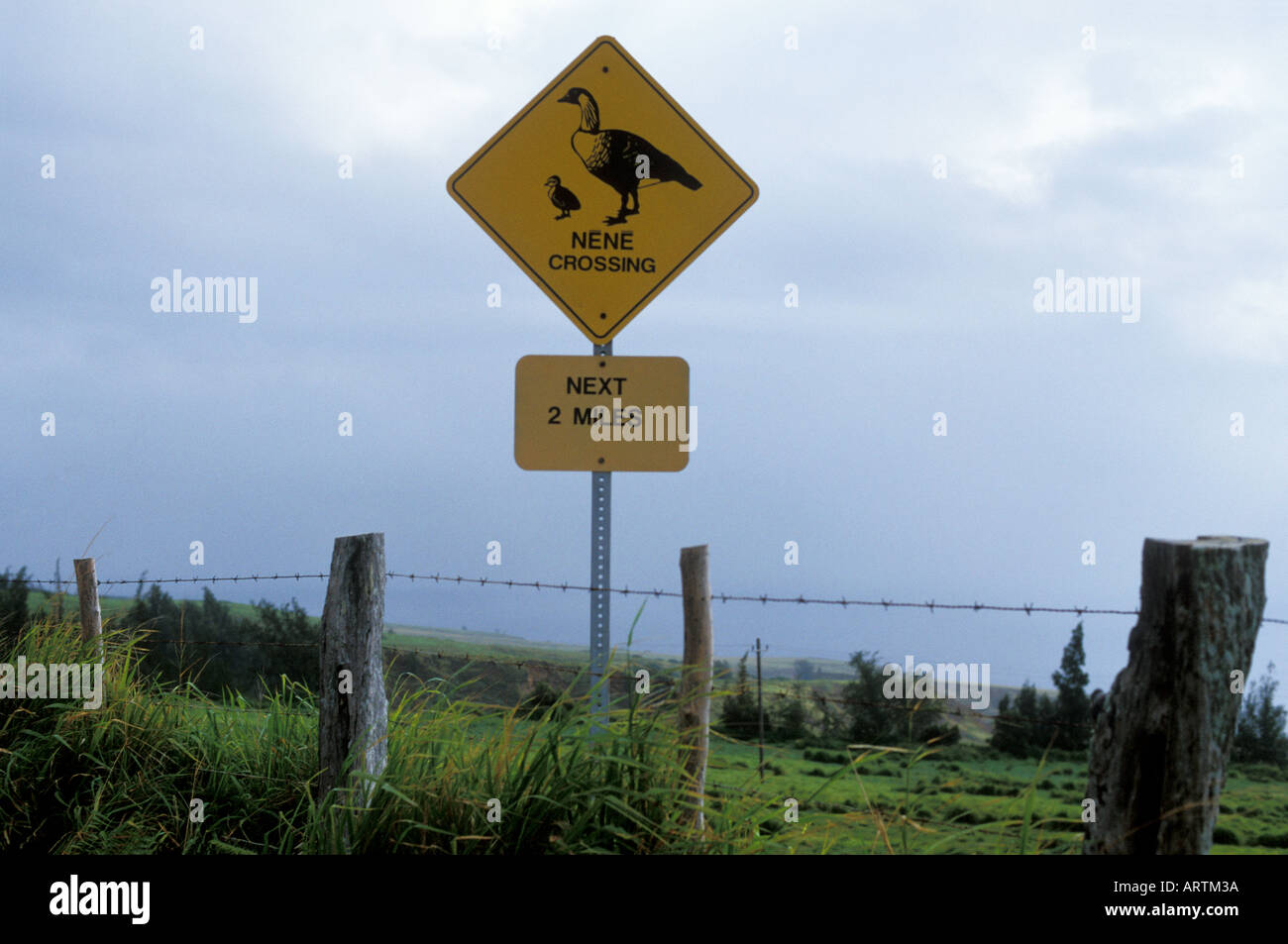 Nene crossing hi-res stock photography and images - Alamy