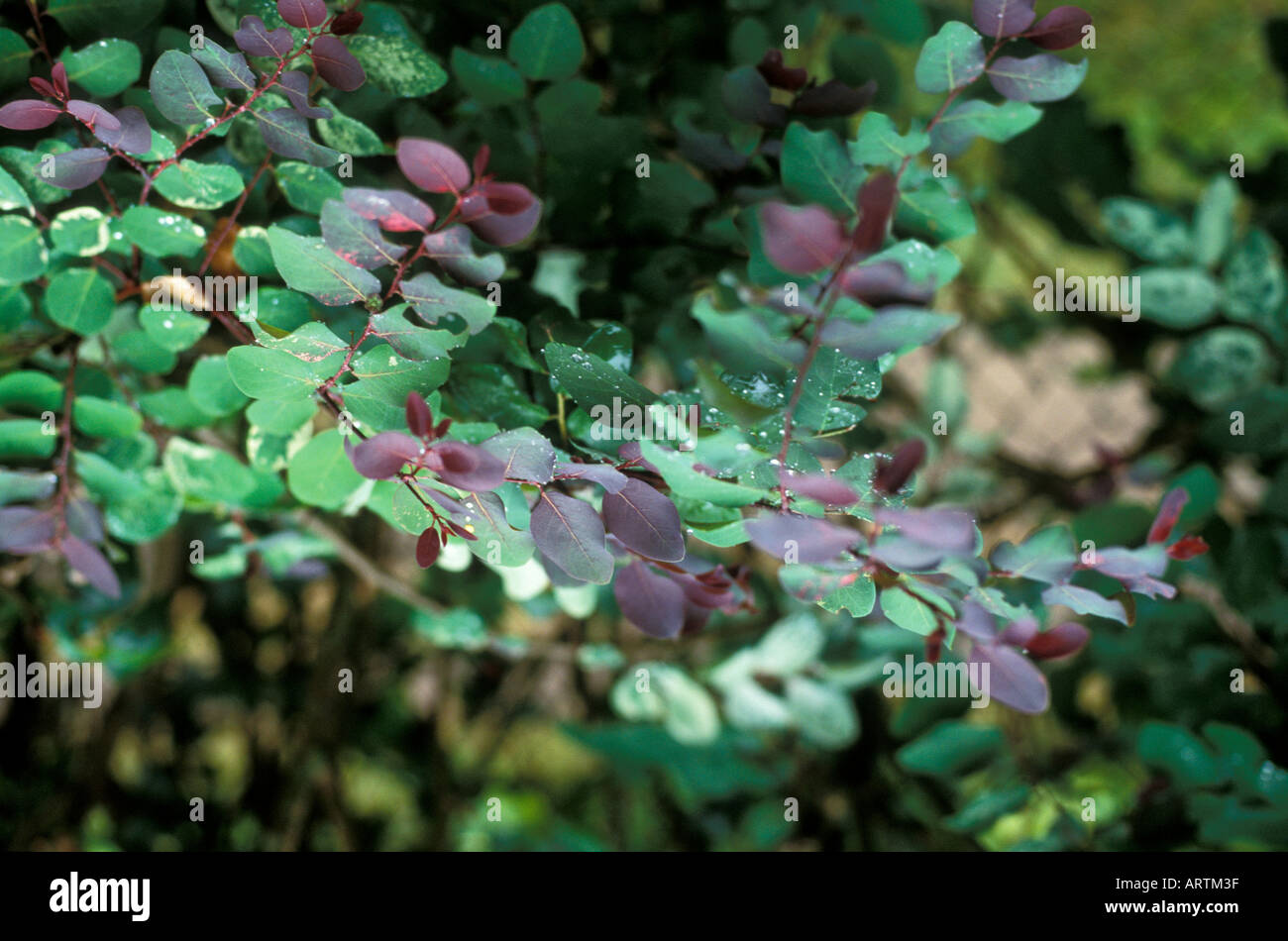 Halawa valley waterfall hi-res stock photography and images - Alamy