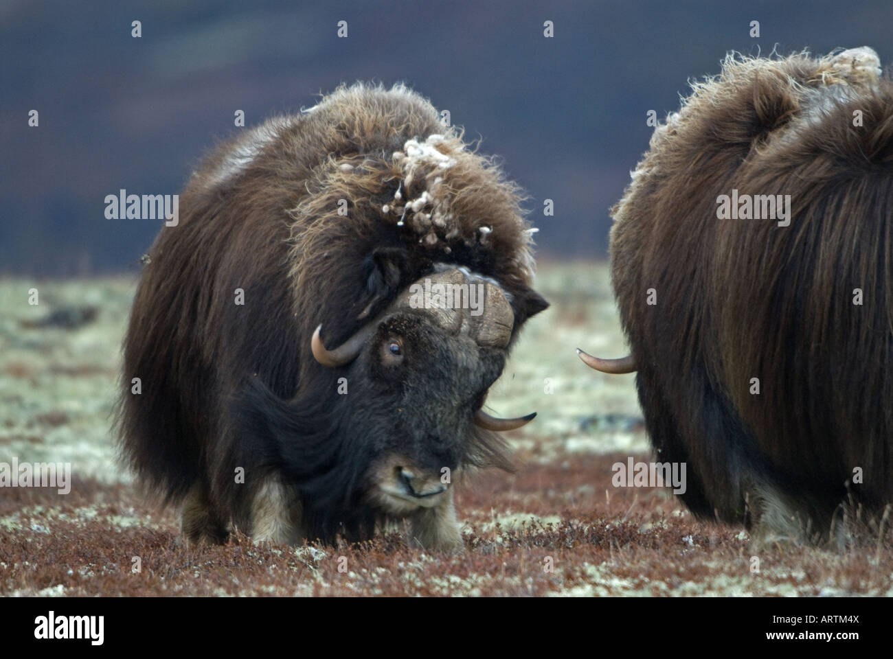 Musk Ox (Ovibos moschatus) on tundra, in mock fight Stock Photo - Alamy