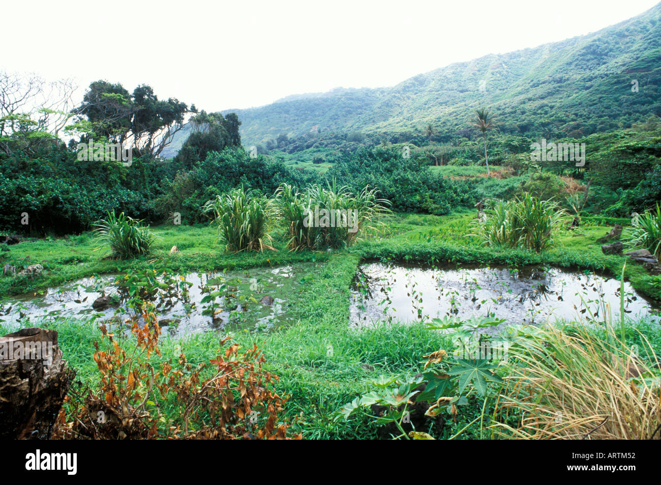 Halawa valley waterfall hi-res stock photography and images - Alamy
