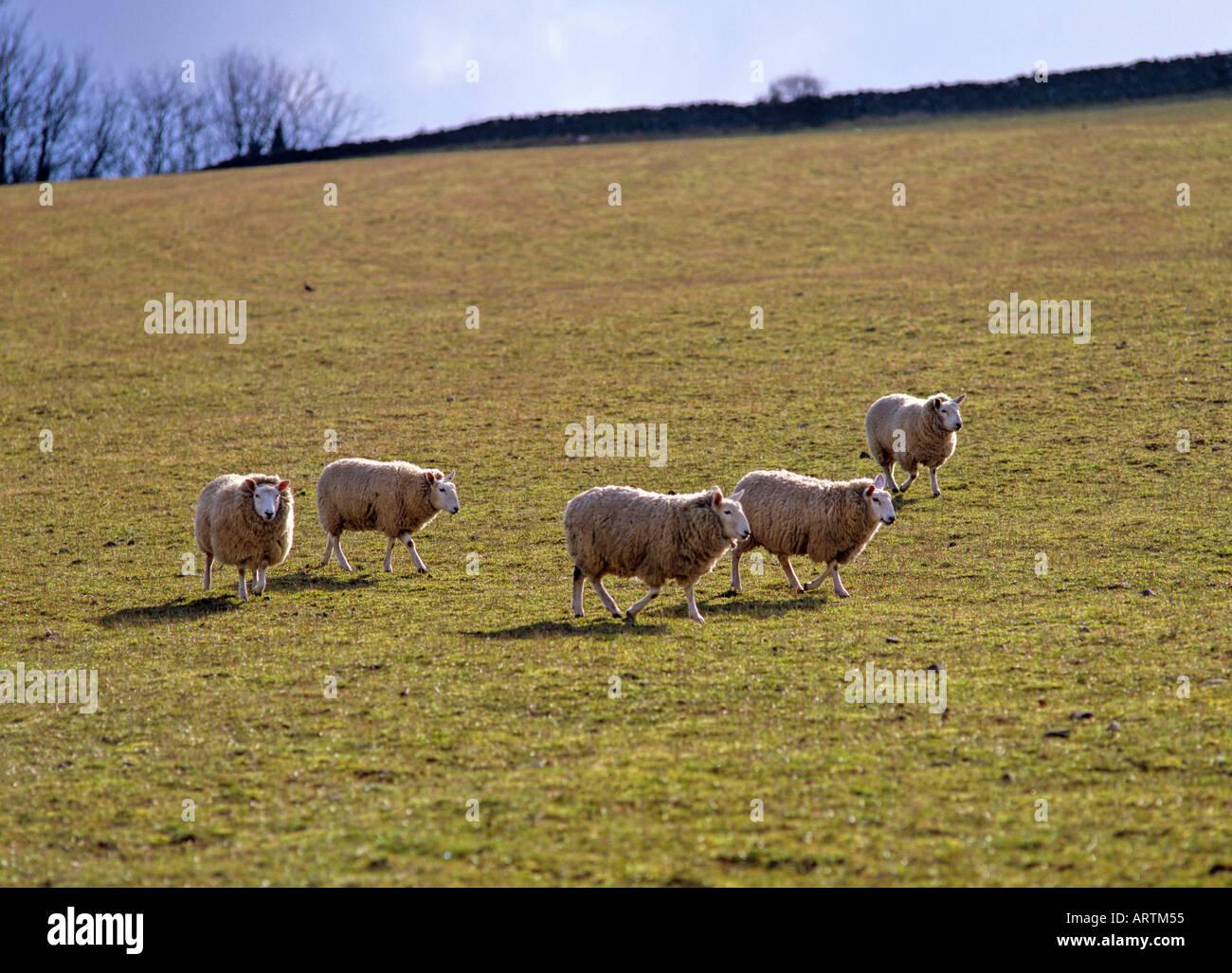 Sheep grazing Scotland Stock Photo - Alamy
