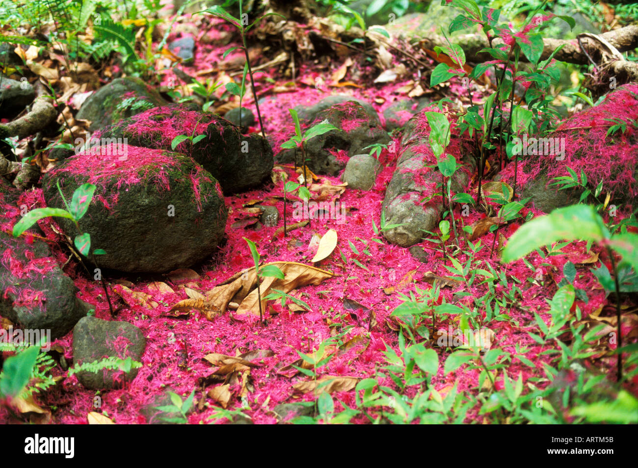 Pink Flowers Molokai Hawaii Stock Photo - Alamy