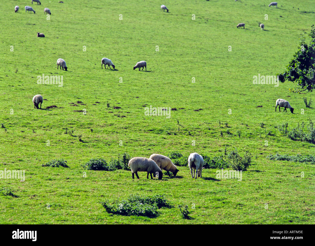 Leeds castle kent family hi-res stock photography and images - Alamy