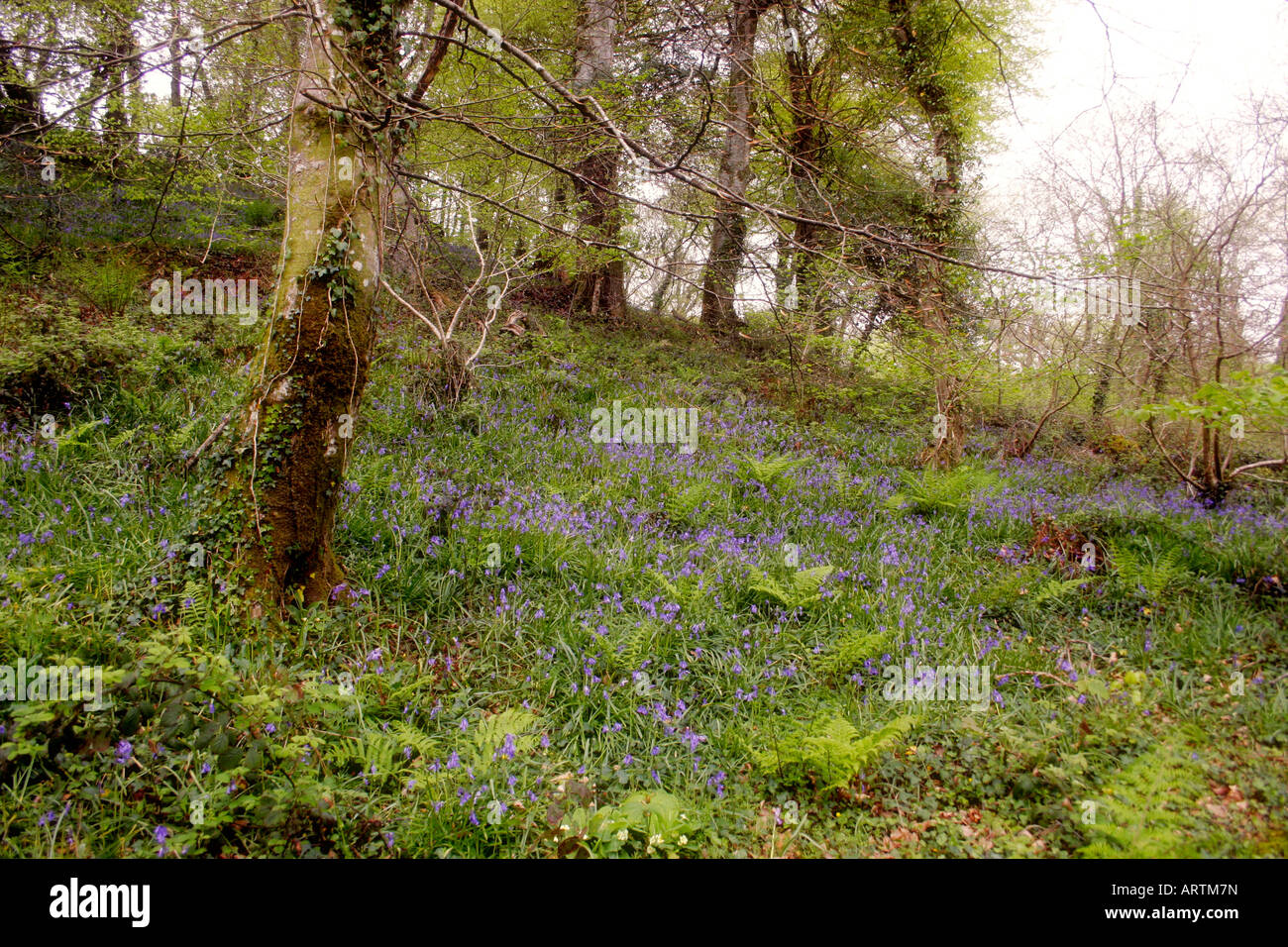 BLUEBELL WOOD IN SPRING Stock Photo - Alamy