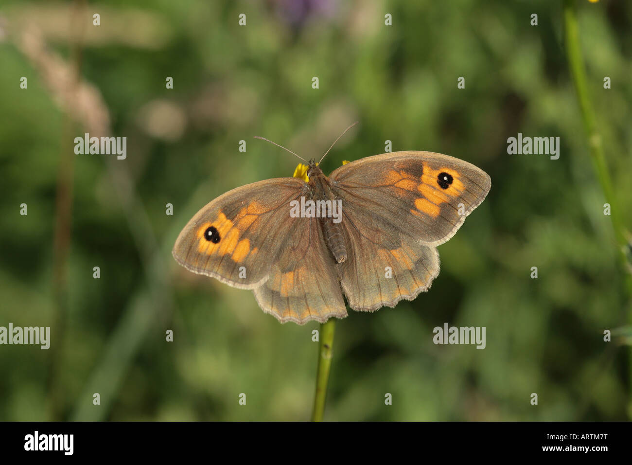Meadow Brown butterfly Maniola jurtina Stock Photo - Alamy