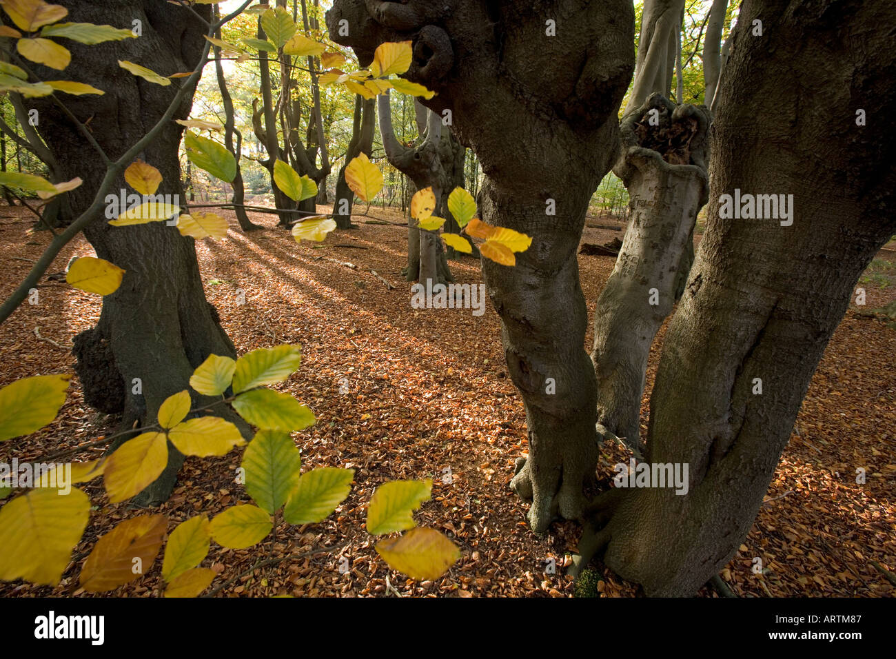 Pollarding historic tree hi-res stock photography and images - Alamy