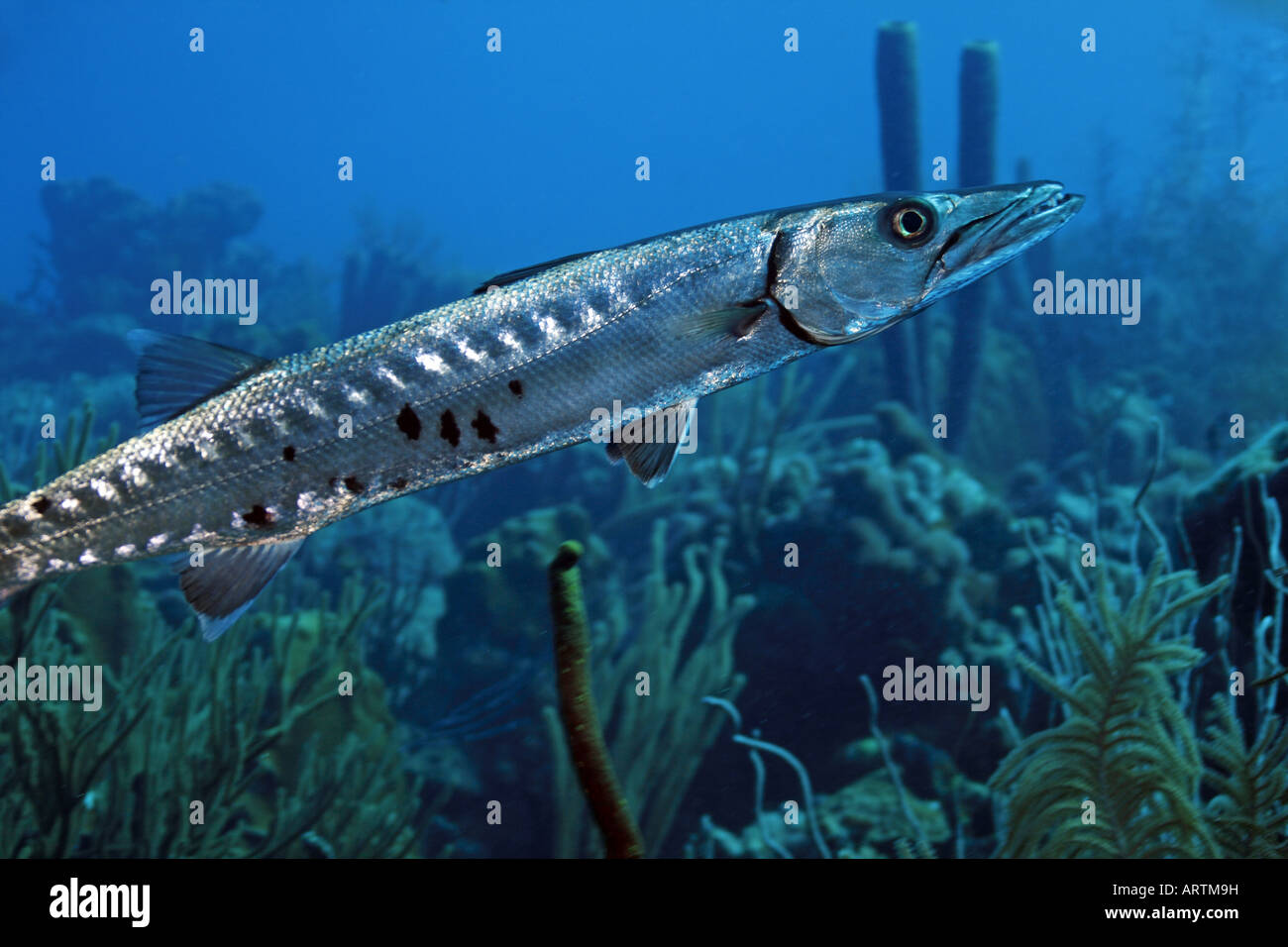 Barracuda hi-res stock photography and images - Alamy