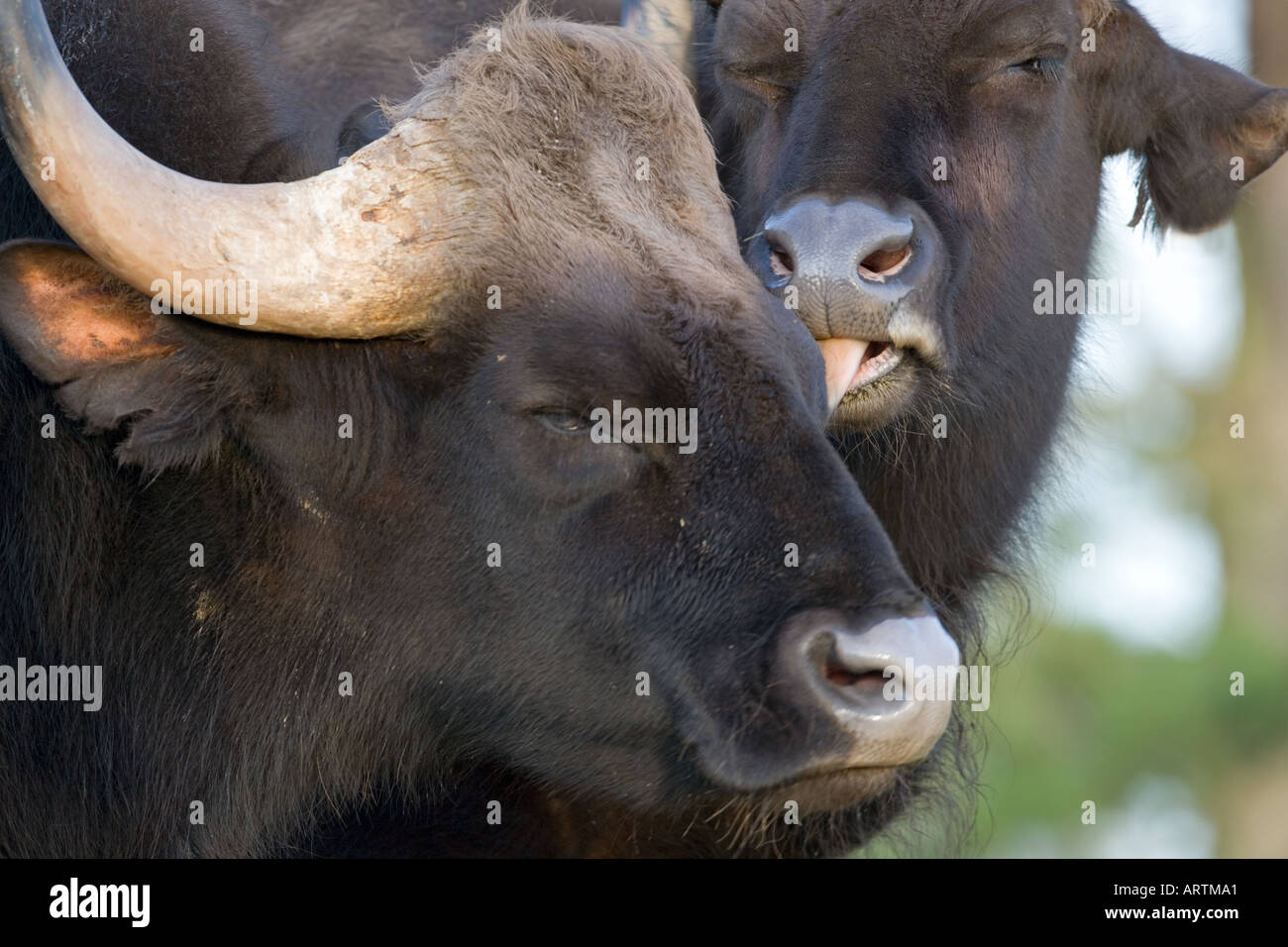 Indian Bison or Gaur Bos gaurus Male & Female Stock Photo - Alamy