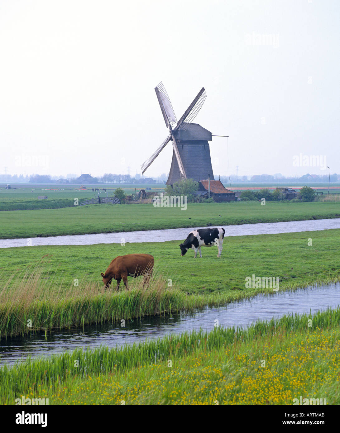 Graze in pasture of cows Windmill seen background North Holland ...