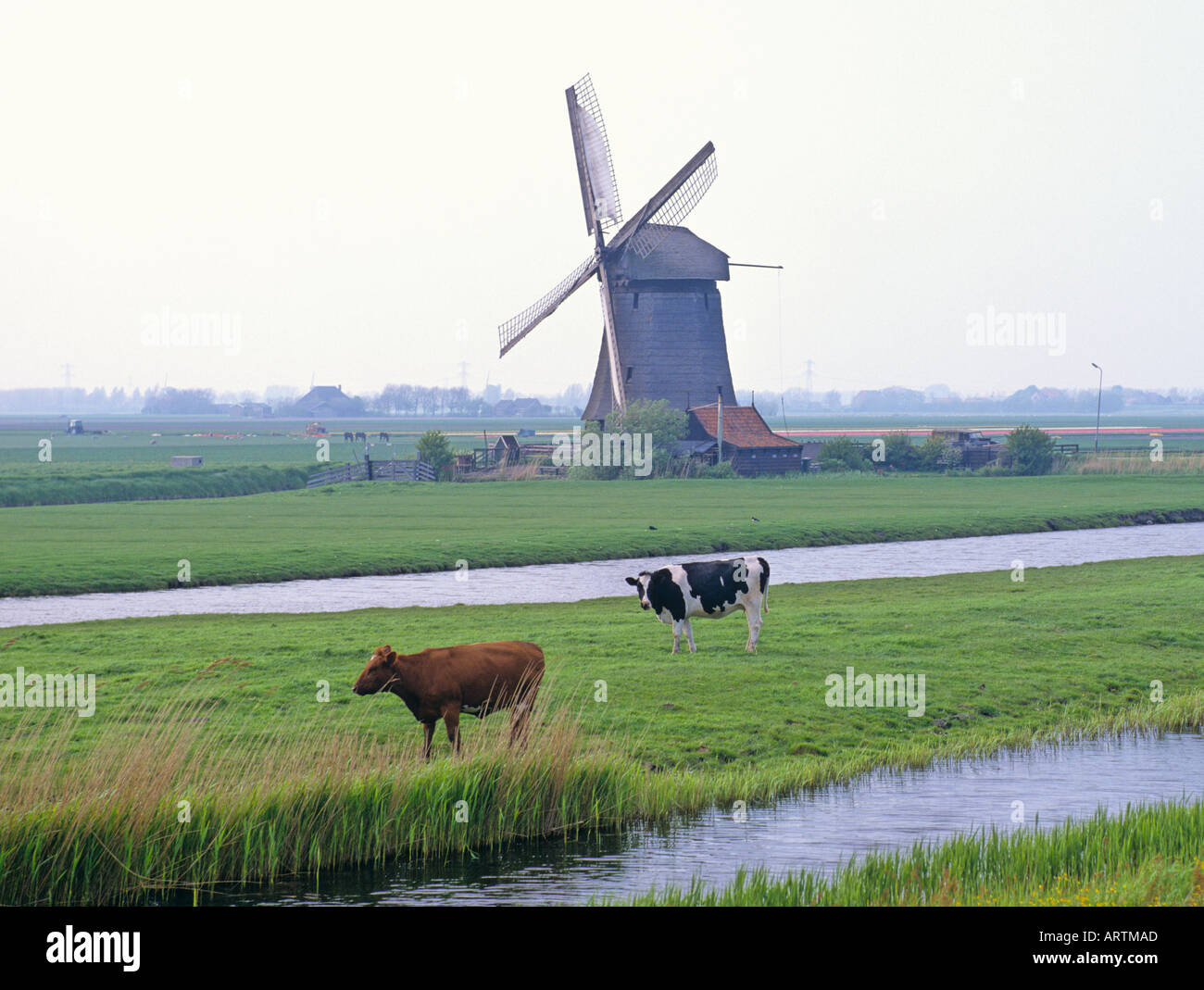 Graze in pasture of cows Windmill seen background North Holland ...