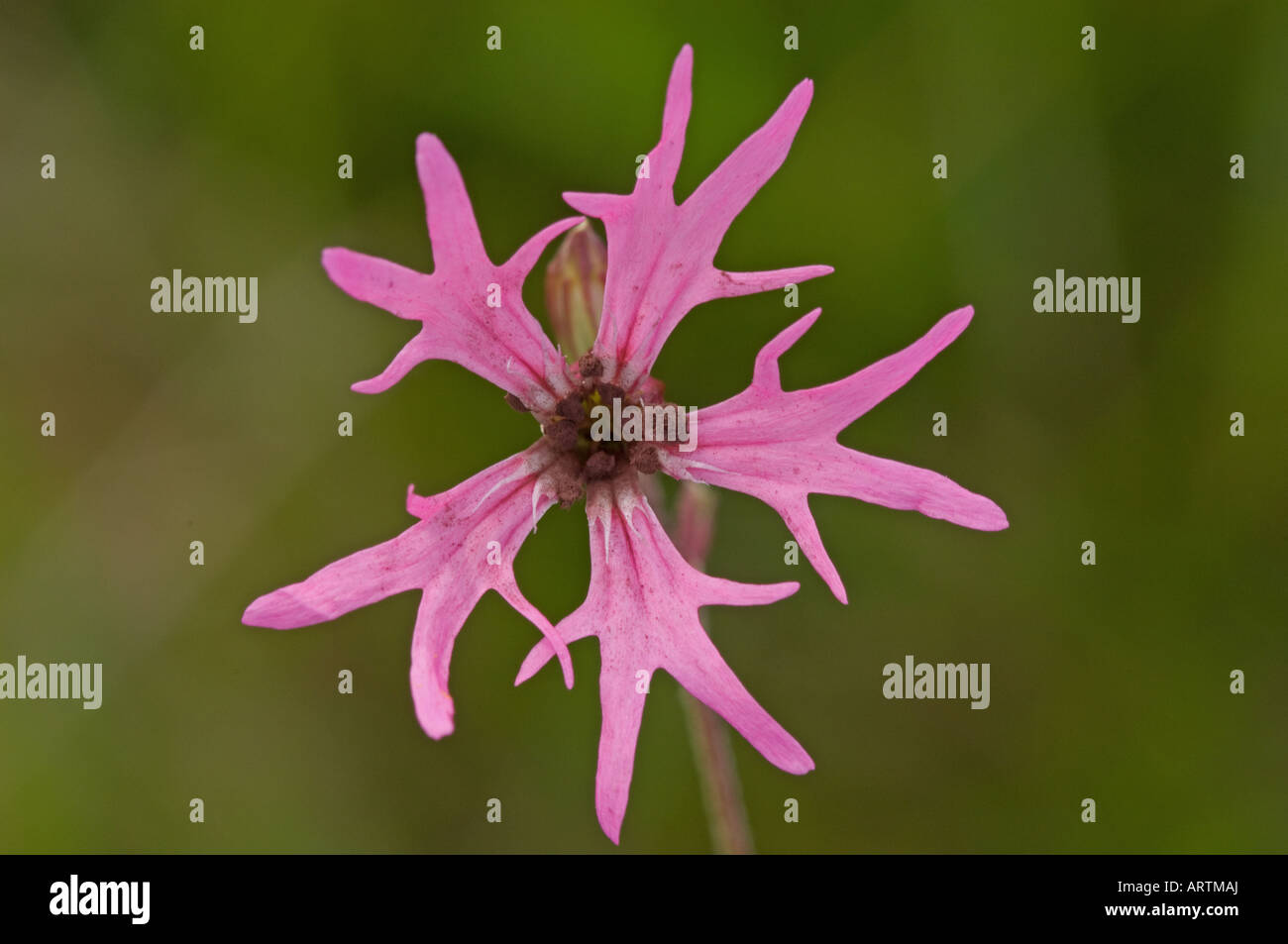 Ragged Robin (Lychnis flos-cuculi), single flower Stock Photo - Alamy