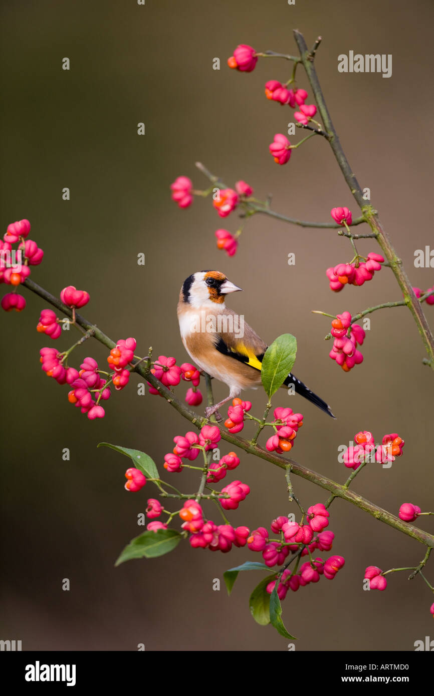 Black and white finch hi-res stock photography and images - Alamy