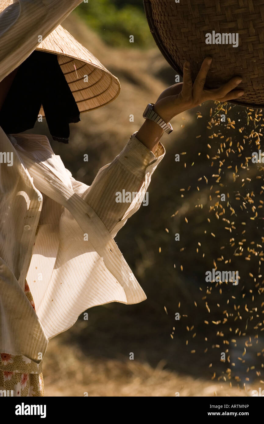 Rice cultivation near Hue, Vietnam Stock Photo - Alamy