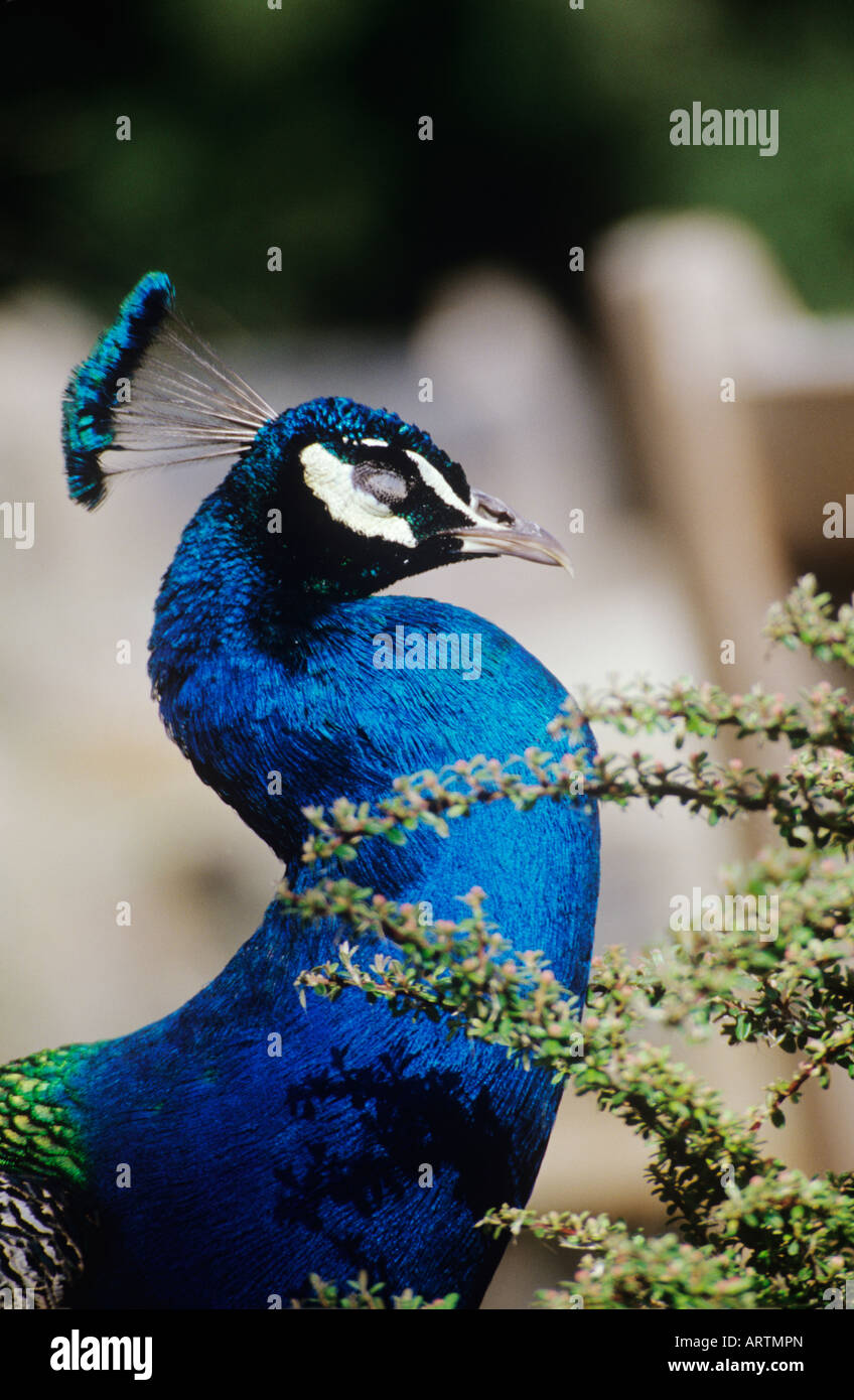 Sleeping Peacock (Pavo cristatus Stock Photo - Alamy