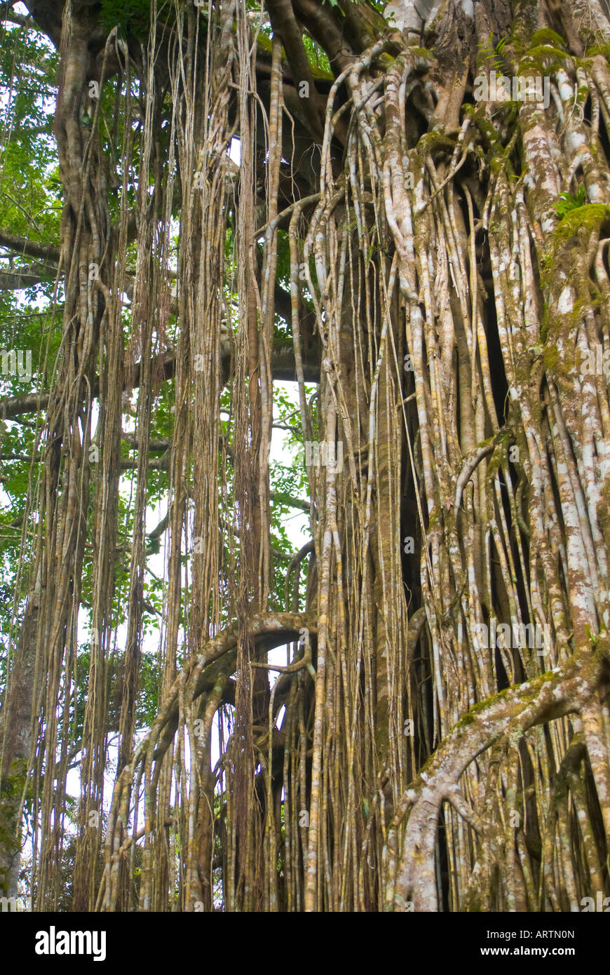 Curtain Tree Fig, Curtain Fig National Park, Queensland, Australia ...