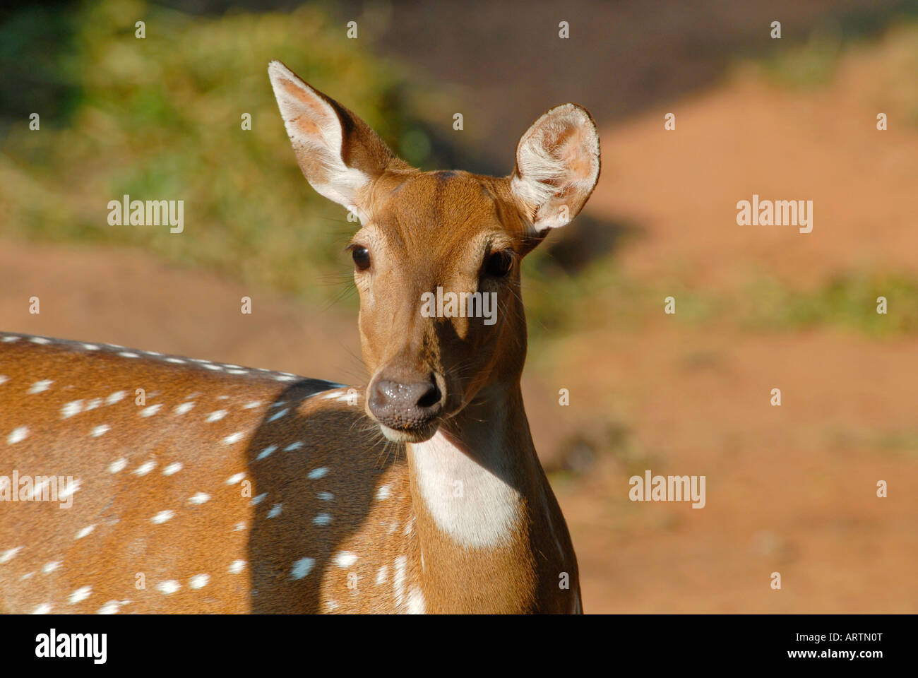 Deer at kerala hi-res stock photography and images - Alamy