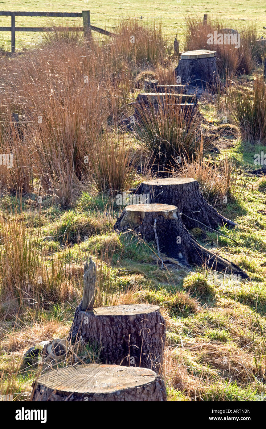 Row of cut down tree stumps hi-res stock photography and images - Alamy