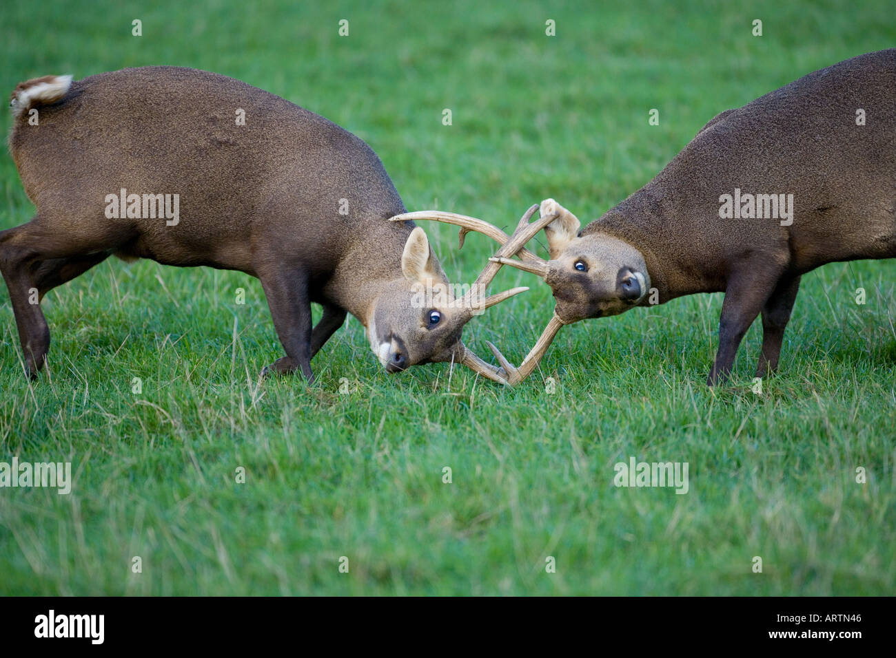 Indian Hog Deer Cervus porcinus males fighting Stock Photo - Alamy