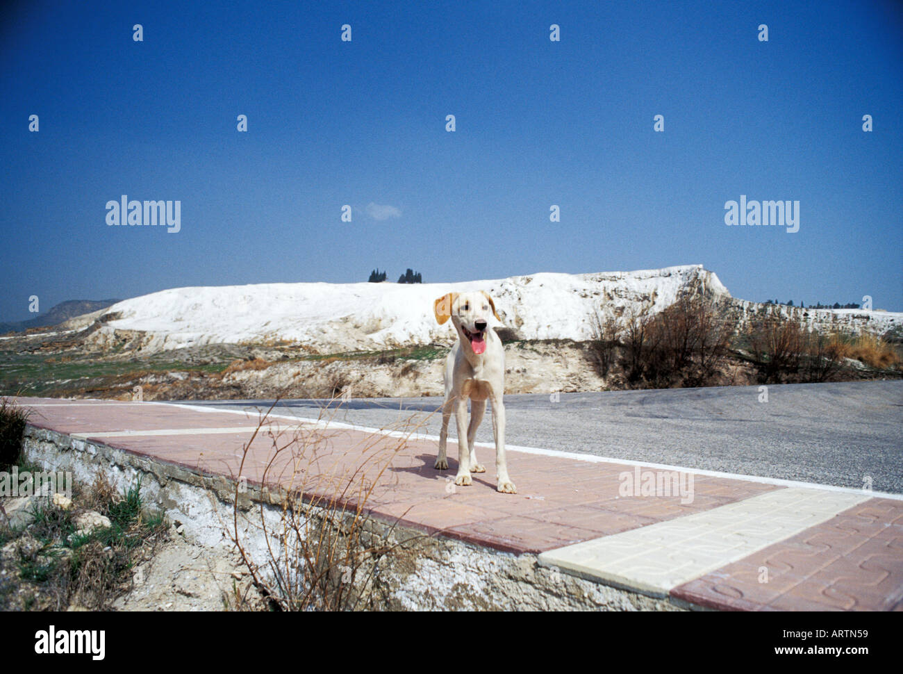 Trojan dog hi-res stock photography and images - Alamy