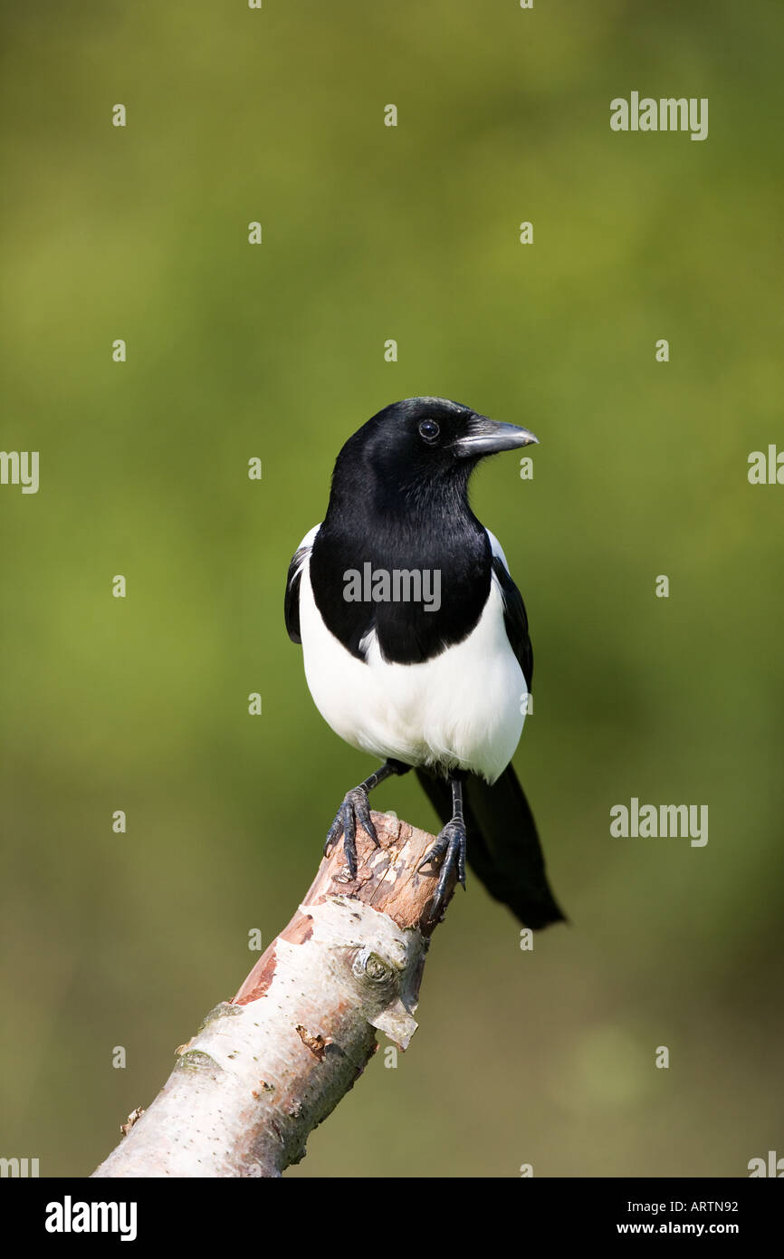 Magpie Pica pica Adult Stock Photo - Alamy