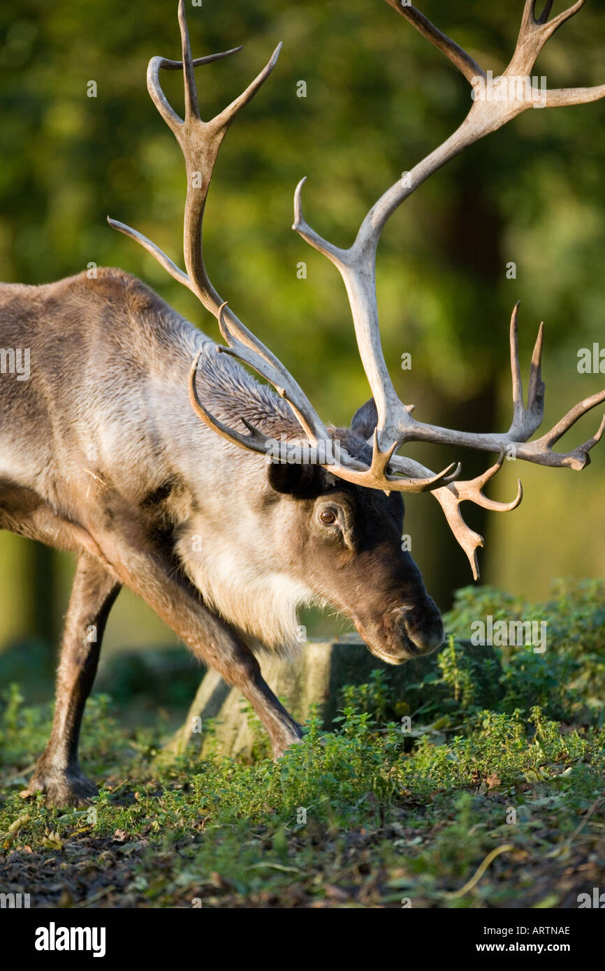 Reindeer Rangifer tarundus Male Stock Photo - Alamy