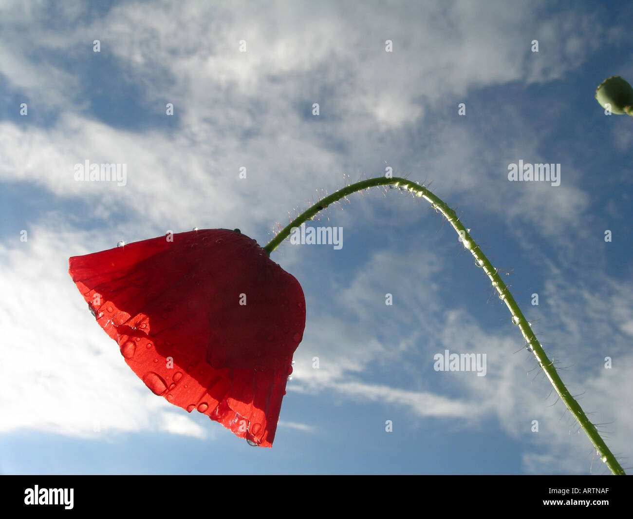 Poppy after rain Stock Photo - Alamy