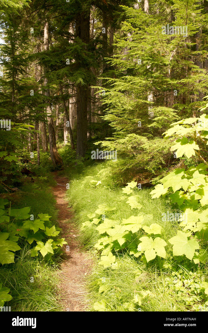 Old growth forest in Wells Gray Provincial Park,near Clearwater ...