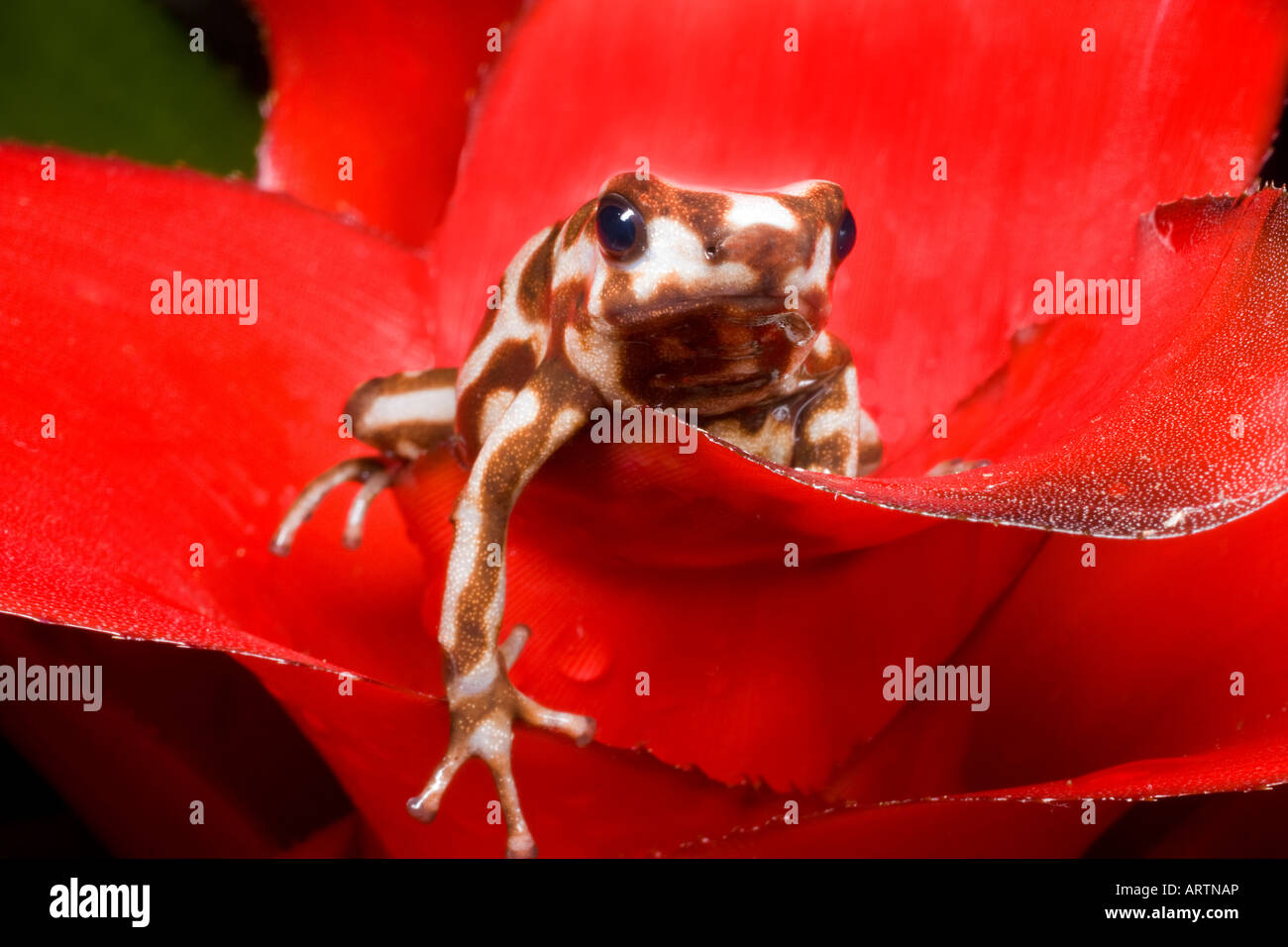 Poison dart frog (Dendrobates auratus) color morph, Panama Stock Photo ...