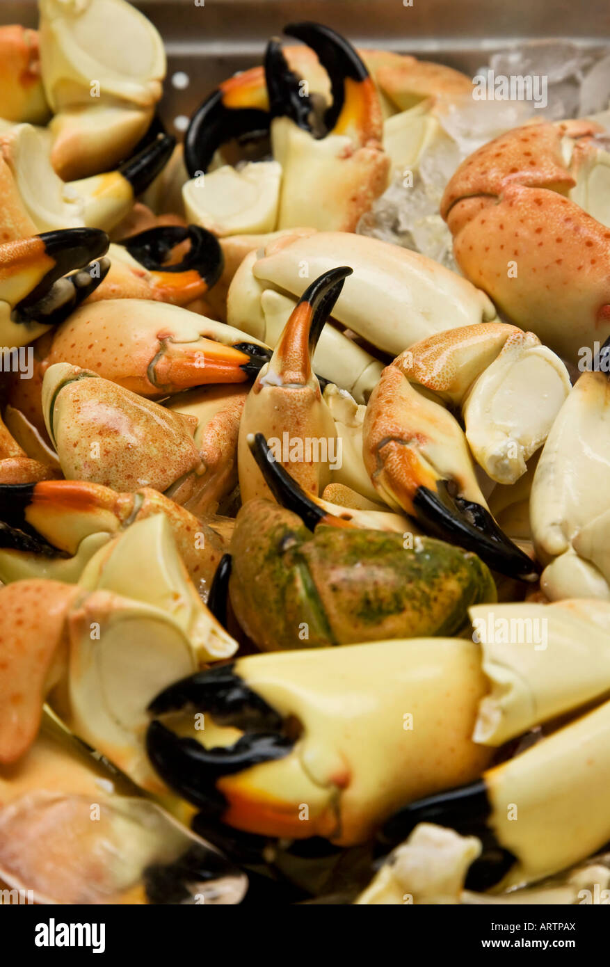Fresh Stone Crab Pinchers for sale at seafood market Stock Photo - Alamy