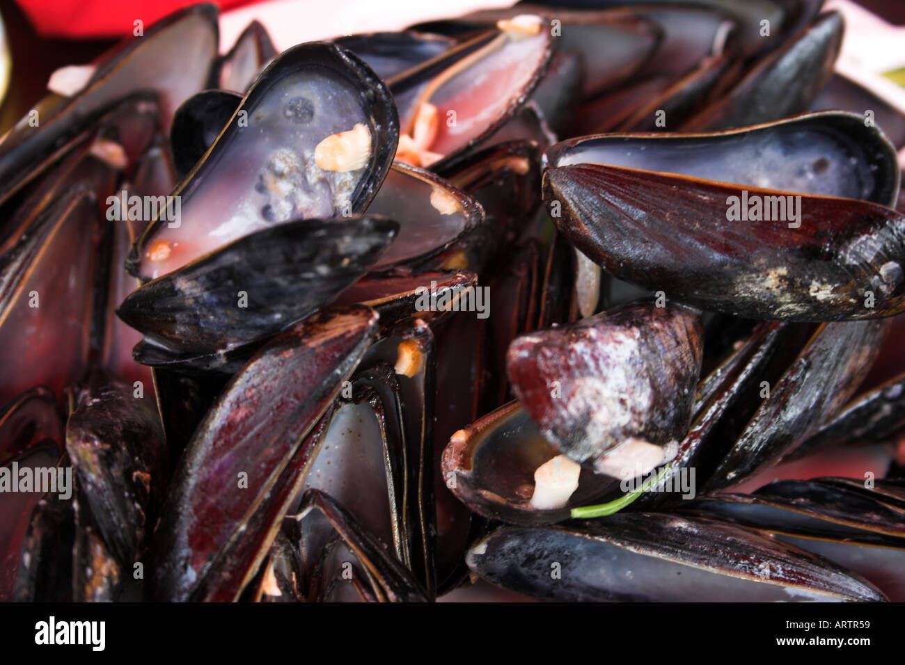 empty mussel shells Stock Photo - Alamy