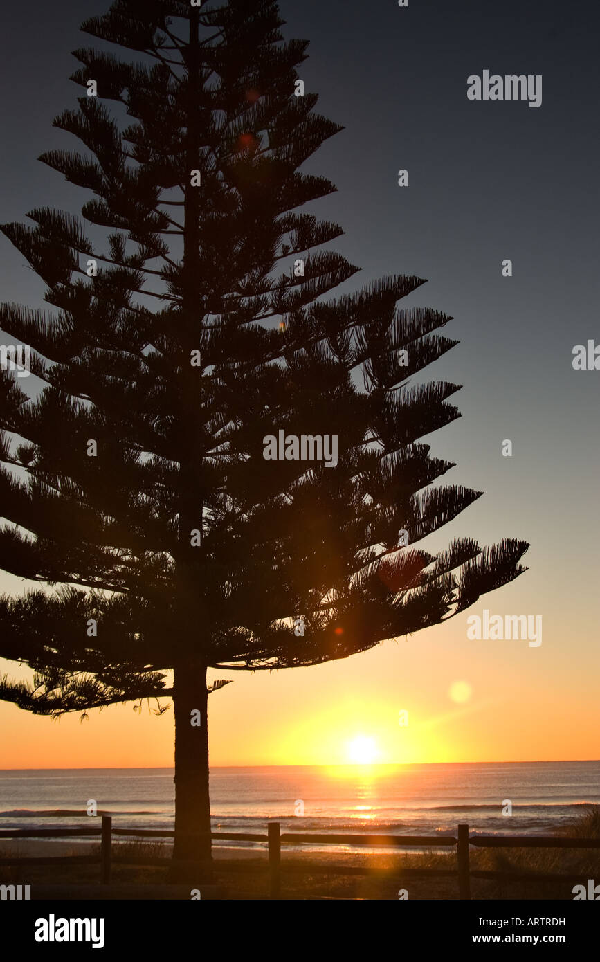 sunset pine tree at port m Stock Photo - Alamy