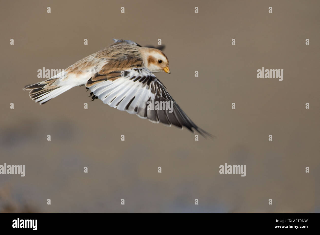Flying buntings hi-res stock photography and images - Alamy