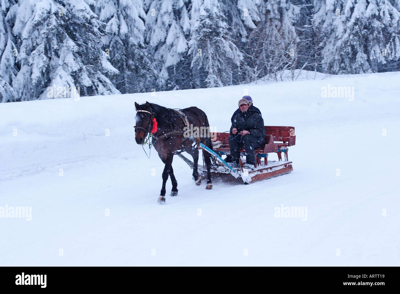 horse drawn sled in kopaonik village Stock Photo - Alamy