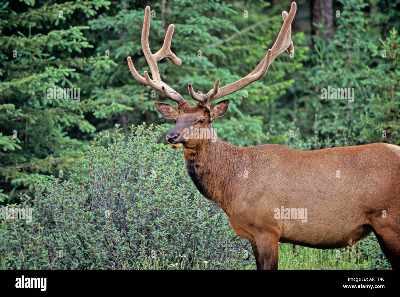Bull Elk portrait Stock Photo - Alamy