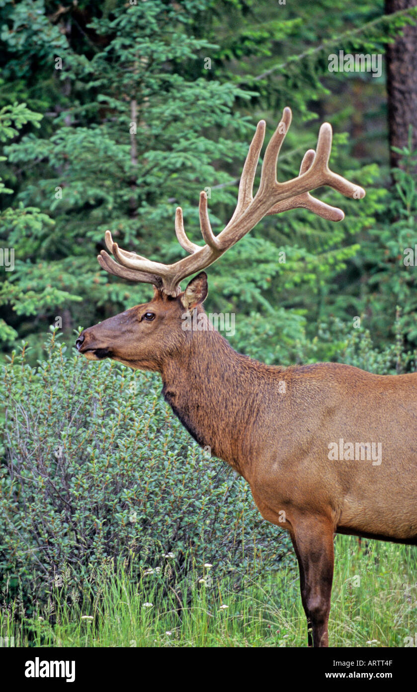 Bull Elk side portrait Stock Photo - Alamy