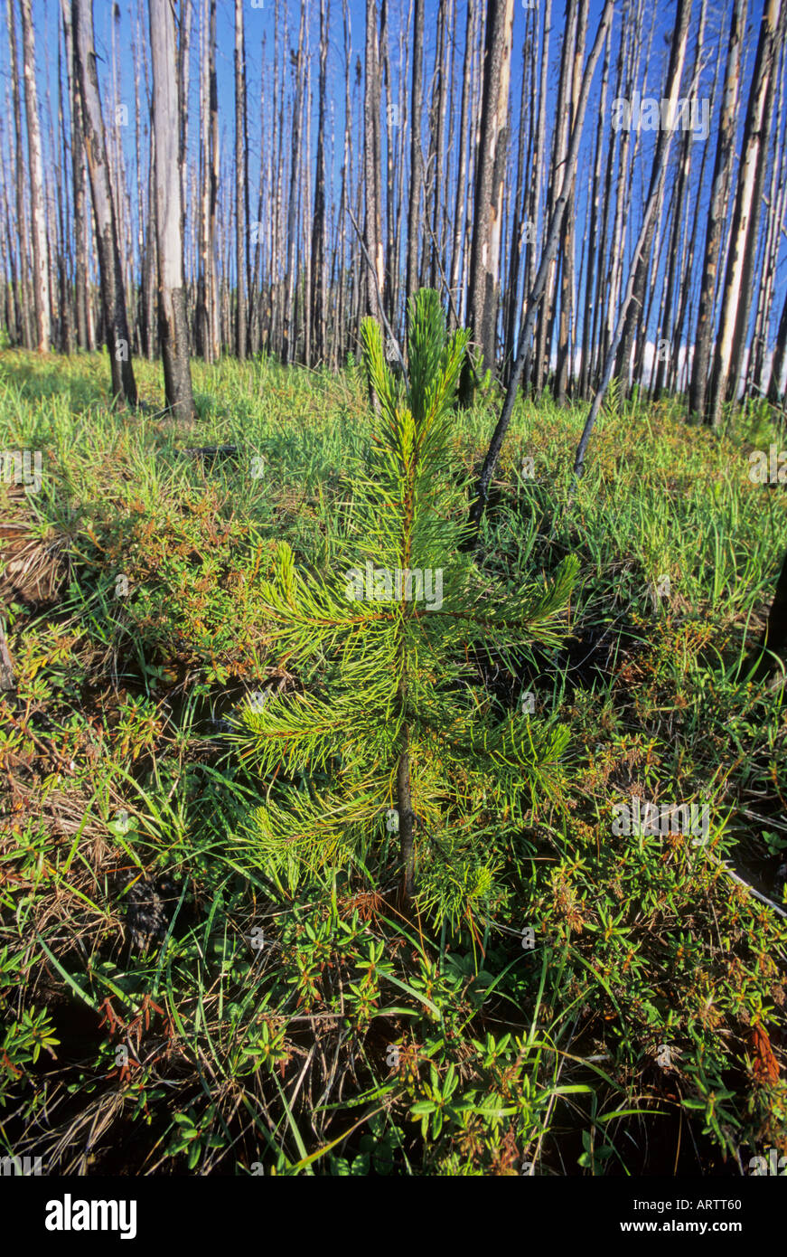 New growth after a forest fire Stock Photo - Alamy