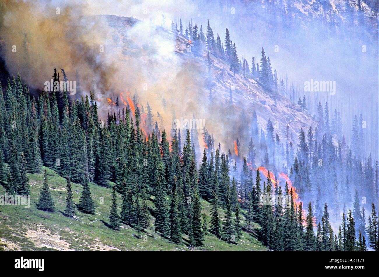 A forest fire Stock Photo - Alamy