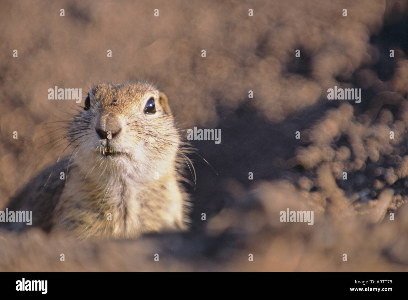 Startled squirrel hi-res stock photography and images - Alamy