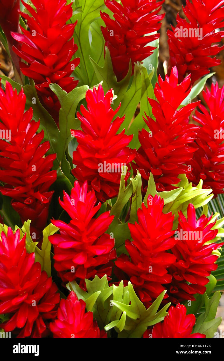 A bouguet of ginger flowers (Alpinia Purpurata Stock Photo - Alamy