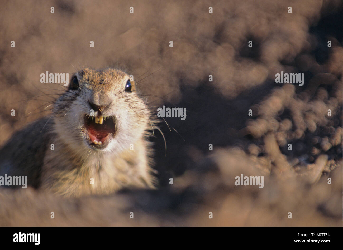 Ground Squirrel 3 Stock Photo - Alamy